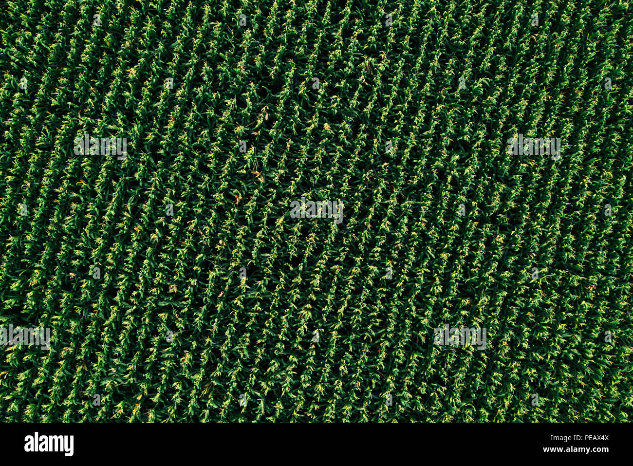 Aerial drone top view of cultivated green corn field, abstract texture ...