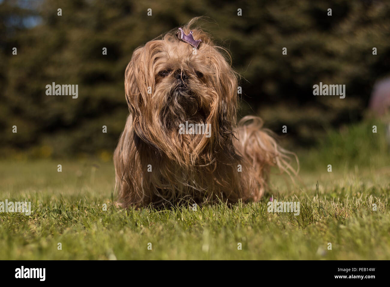 Brown shih tzu dog hi-res stock photography and images - Alamy