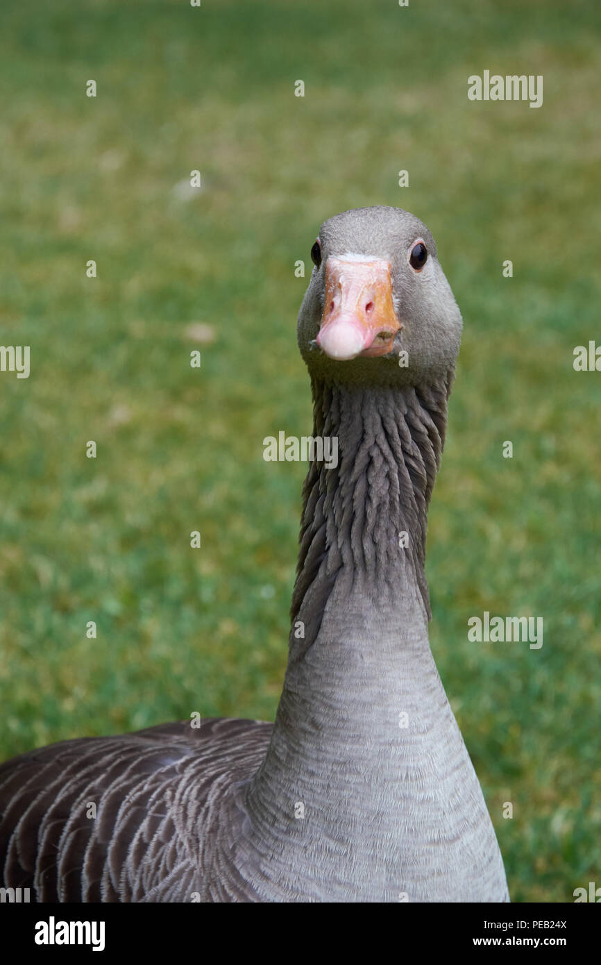 Close-up view of adult greylag goose’s head Stock Photo - Alamy