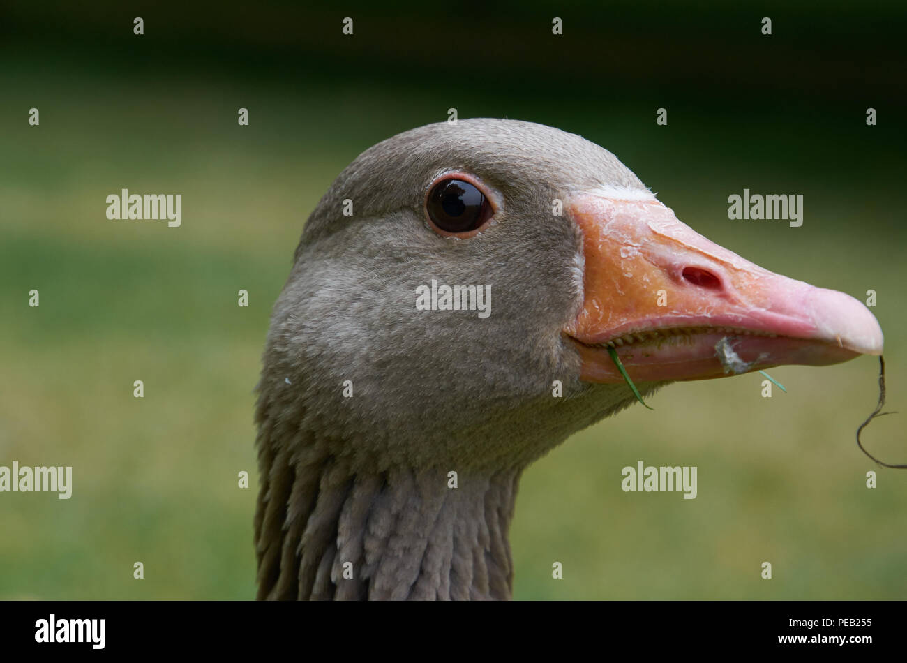 Gooses head hi-res stock photography and images - Alamy