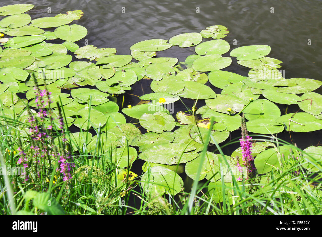 Water lilies amid greenery in river or lake Stock Photo - Alamy