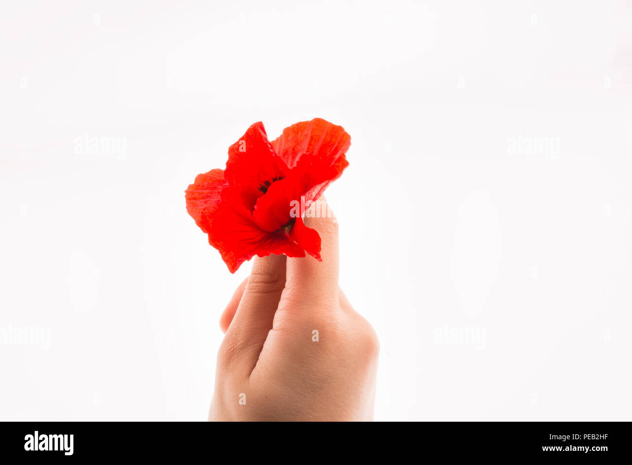 Hand holding a Red Poppy on a white background Stock Photo - Alamy
