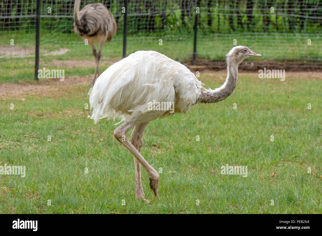 White big ostrich on the green grass Stock Photo - Alamy