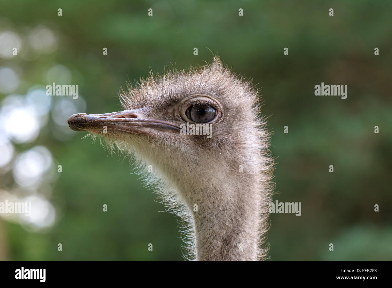The head of an ostrich closeup on a blurred background Stock Photo - Alamy
