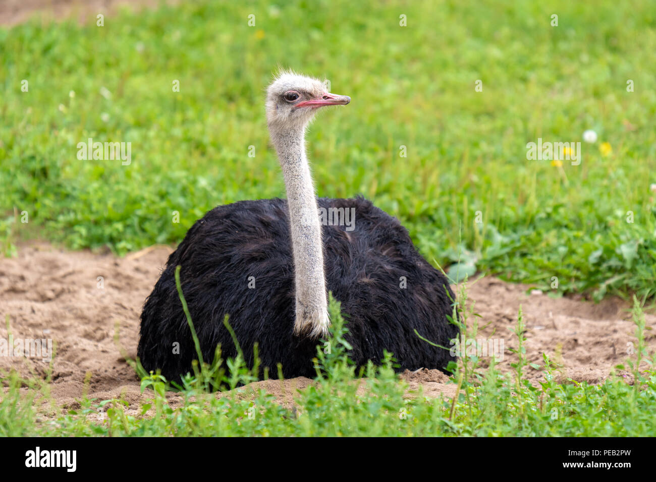 Resting african ostrich on the green grass Stock Photo - Alamy