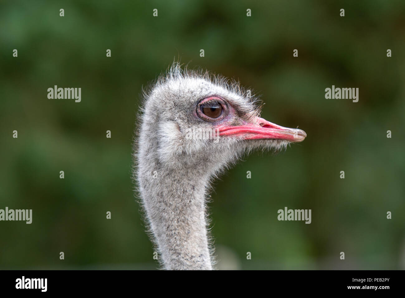 The head of an ostrich closeup on a blurred background. Side view Stock ...