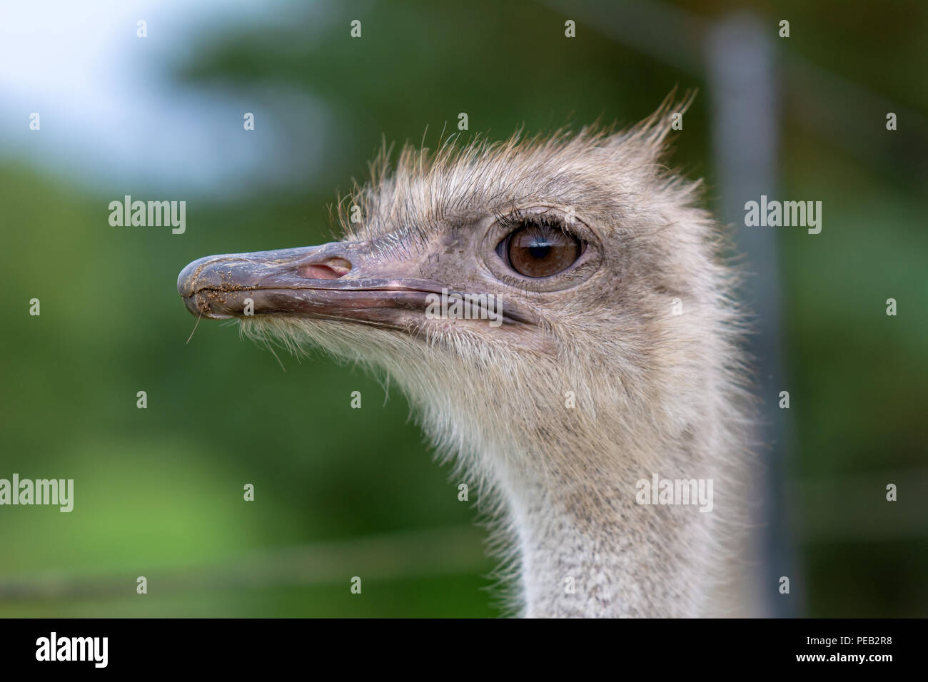 The head of an ostrich closeup on a blurred background. Side view Stock ...