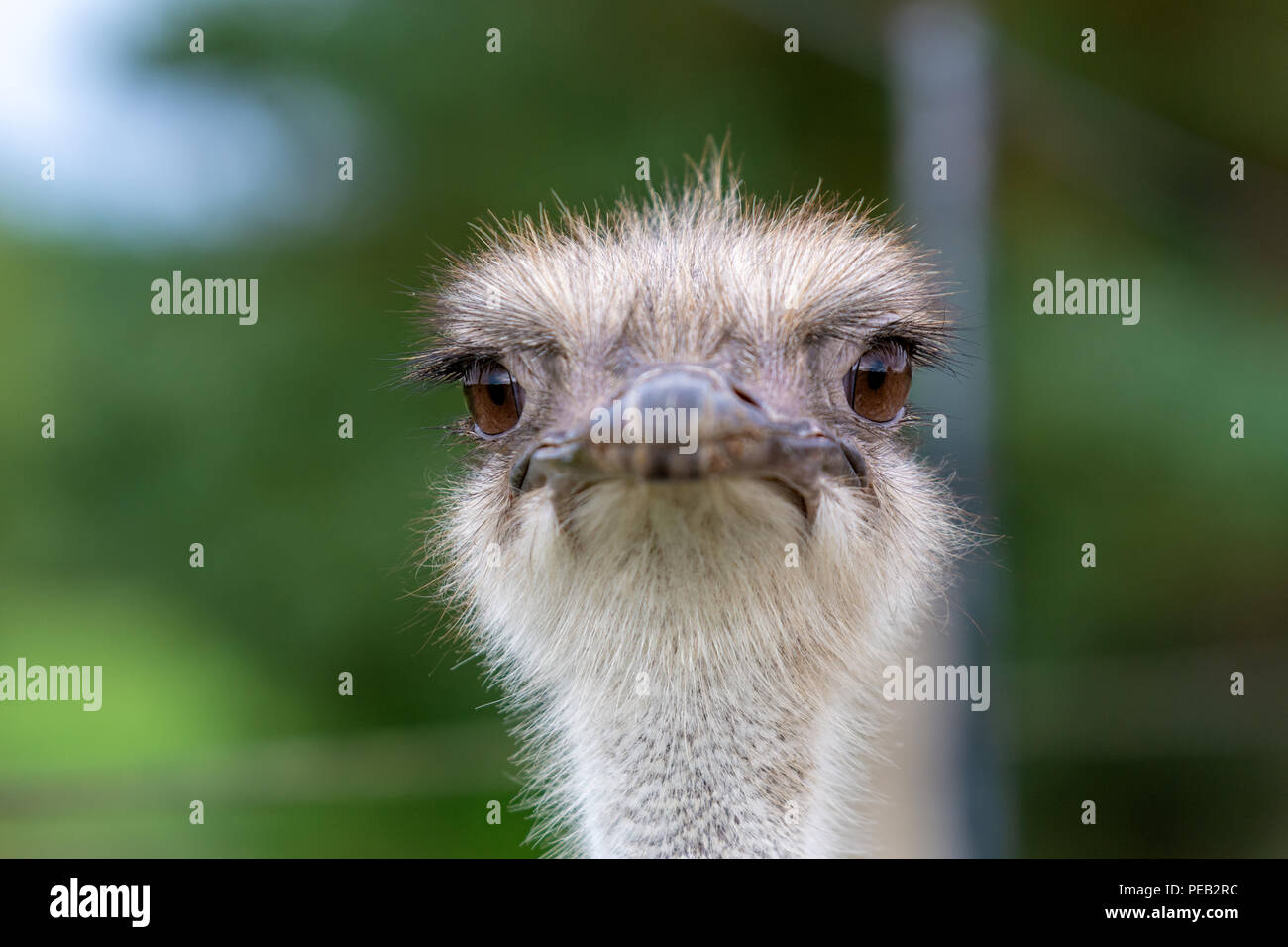 The head of an ostrich closeup on a blurred background. Side view ...