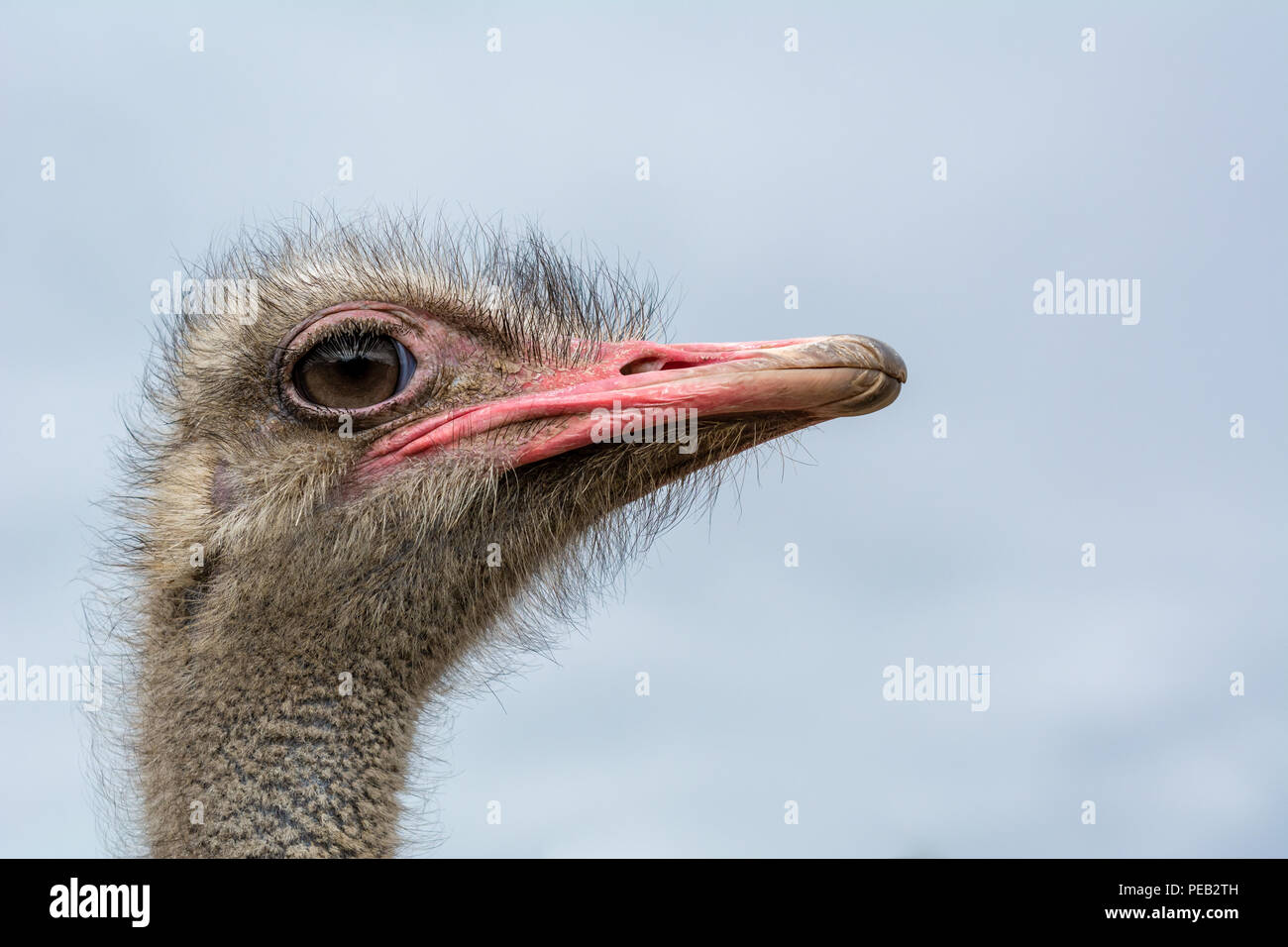 The head of an ostrich closeup on a blurred background. Side view Stock ...