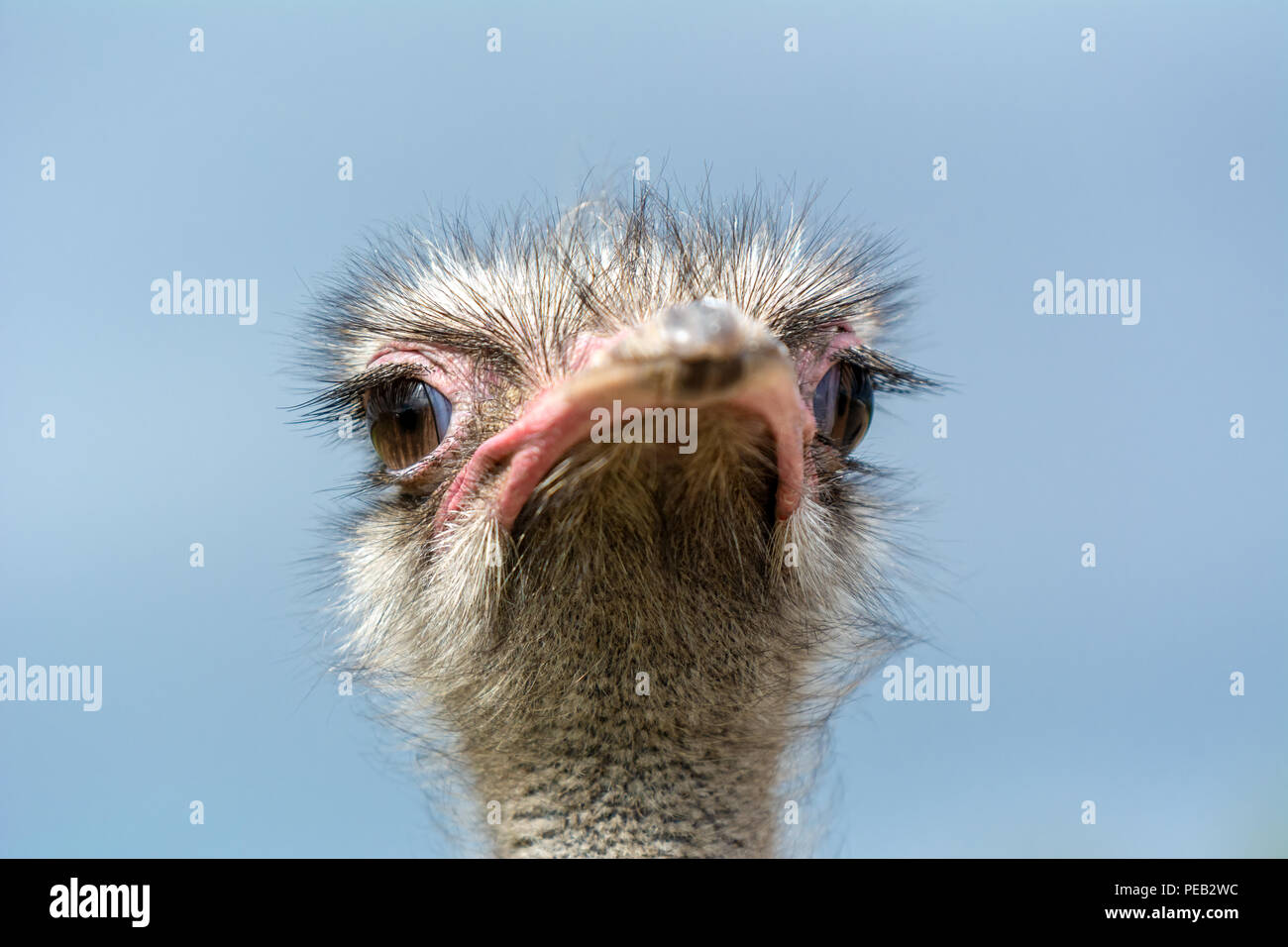 The head of an ostrich closeup on a blue background. Front view Stock ...