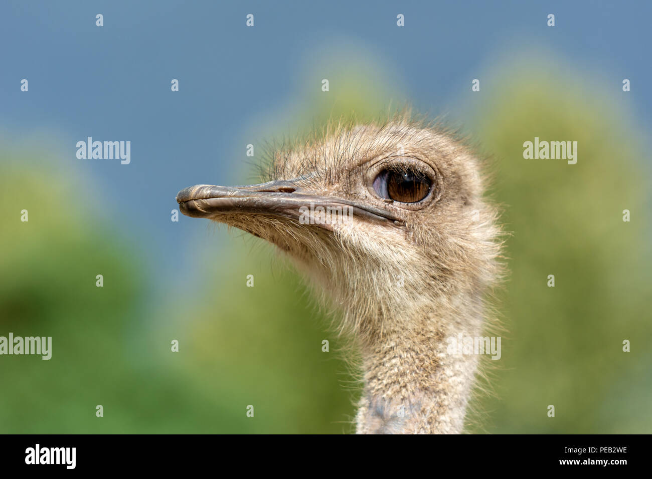 The head of an ostrich closeup on a blurred background. Side view Stock ...