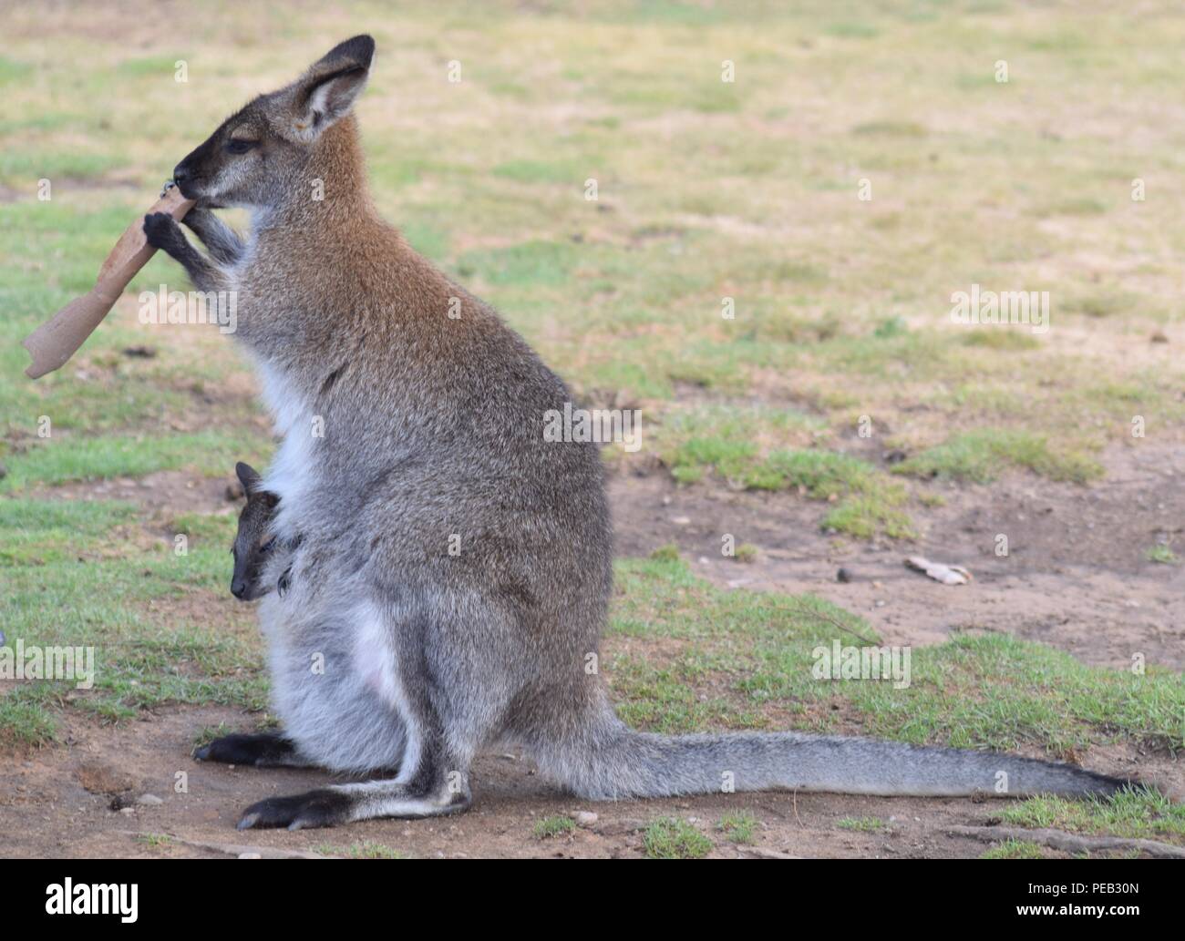 Cute Baby Wallaby High Resolution Stock Photography and Images - Alamy