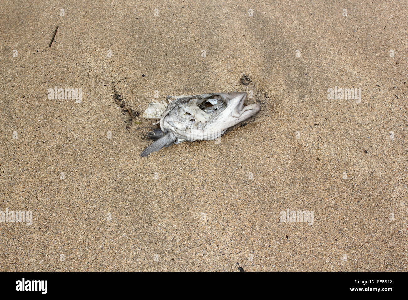 Fish plastic pollution hi-res stock photography and images - Alamy