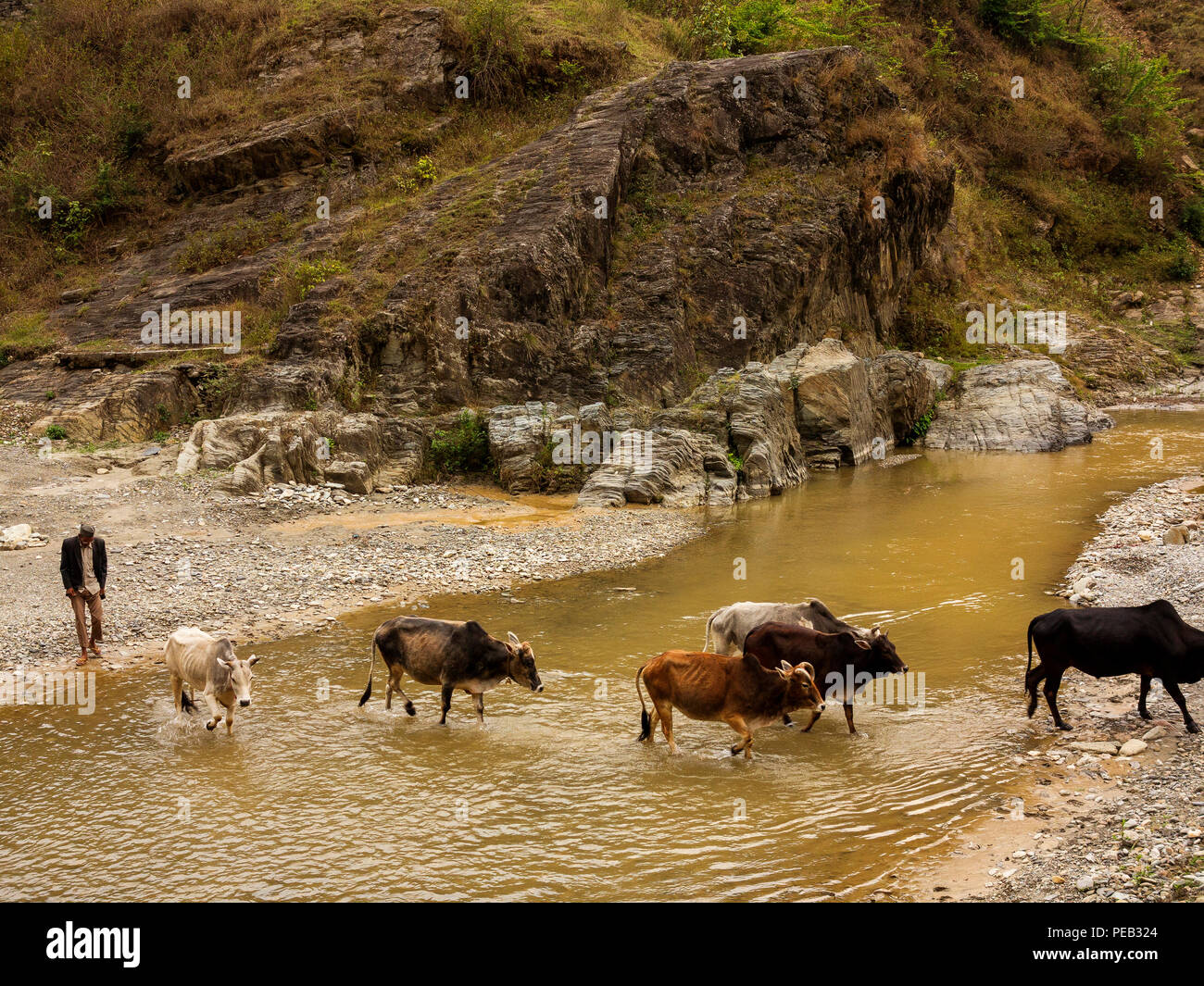 Indian Cows High Resolution Stock Photography and Images - Alamy