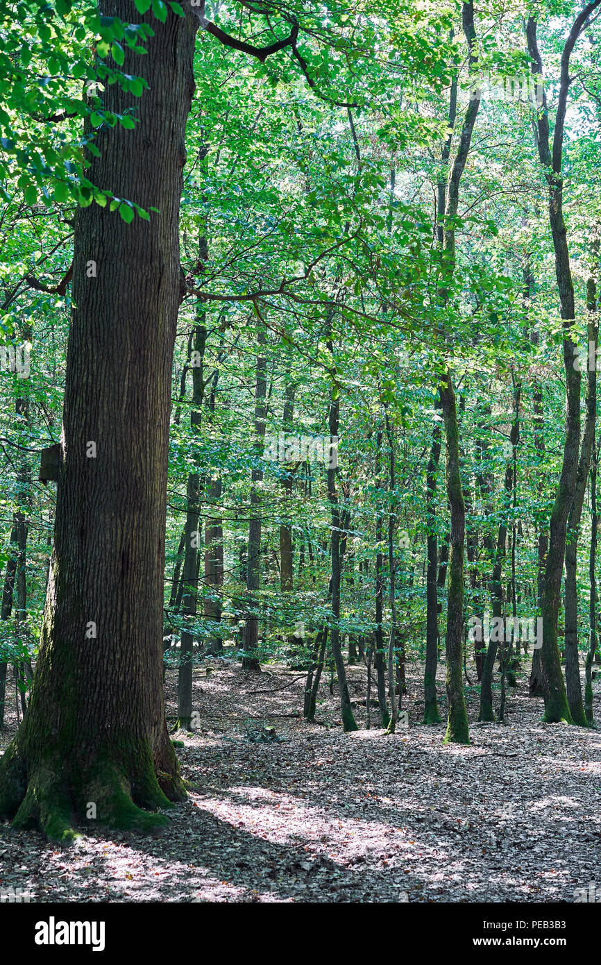 Forest with moss in the trees Stock Photo - Alamy