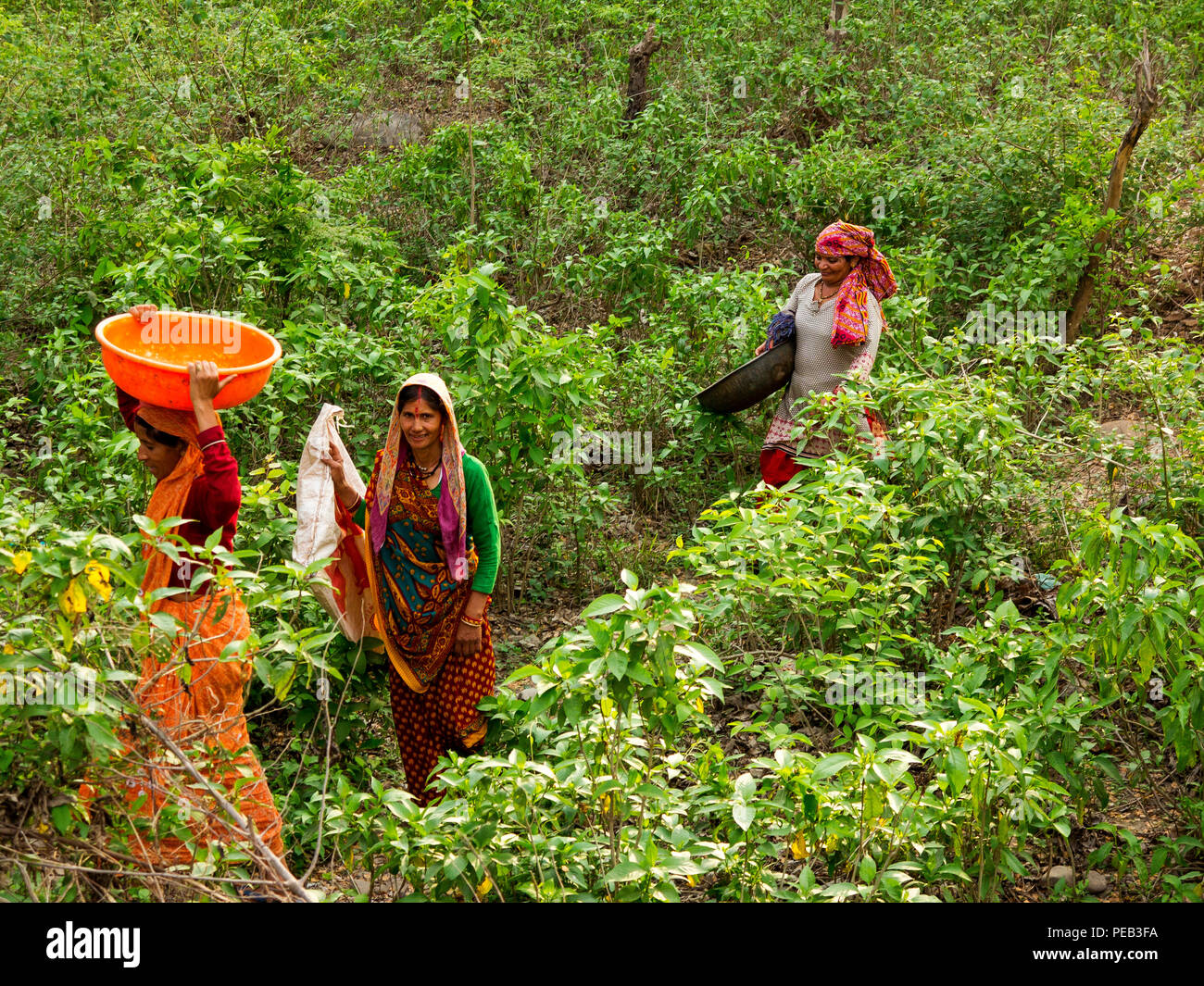 Working in the jungle hi-res stock photography and images - Alamy