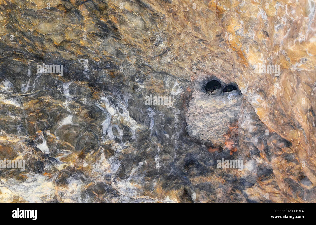 Hirundo rustica. Barn swallow. Two baby birds in a natural nest ...