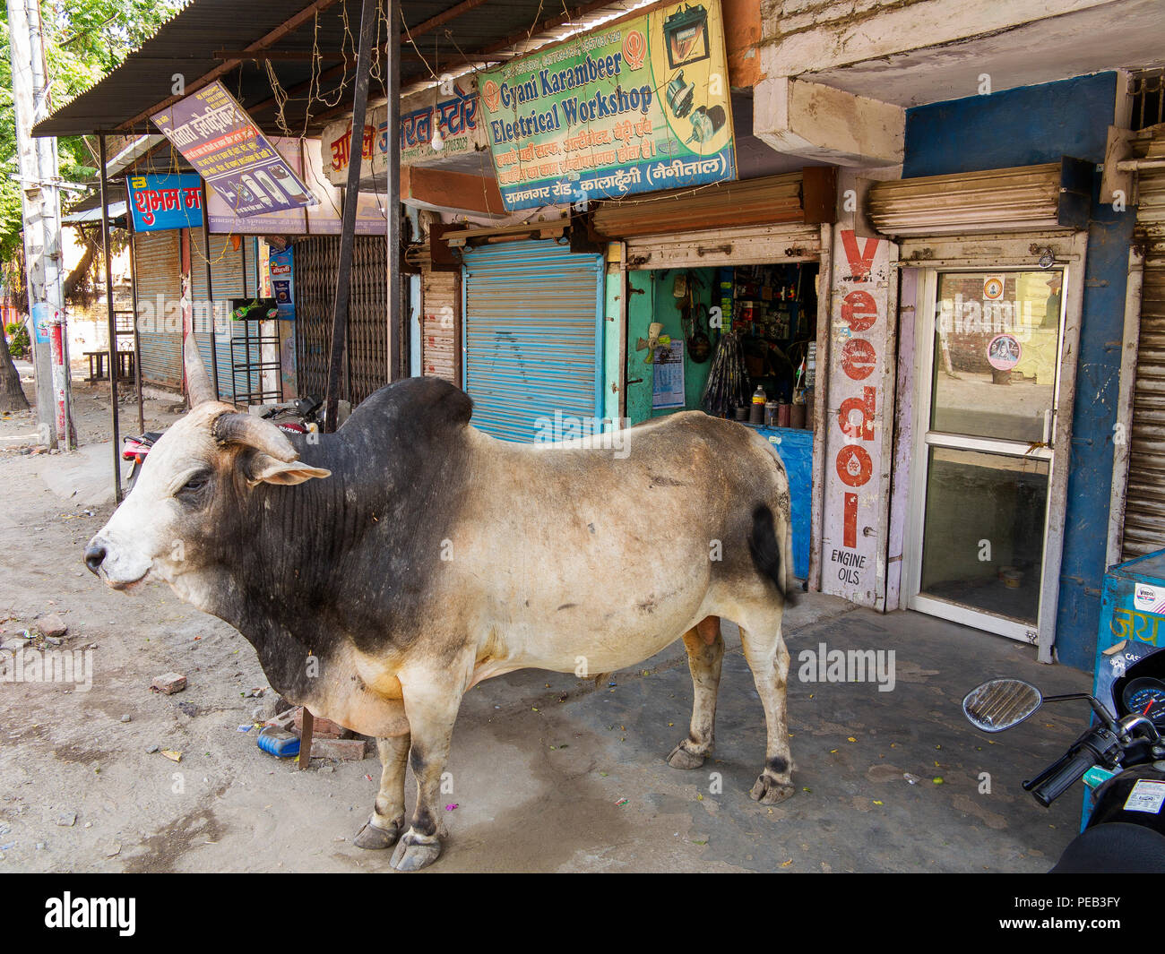 Bull walking freely on the streets at Kaladhungi town, Uttarakhand ...