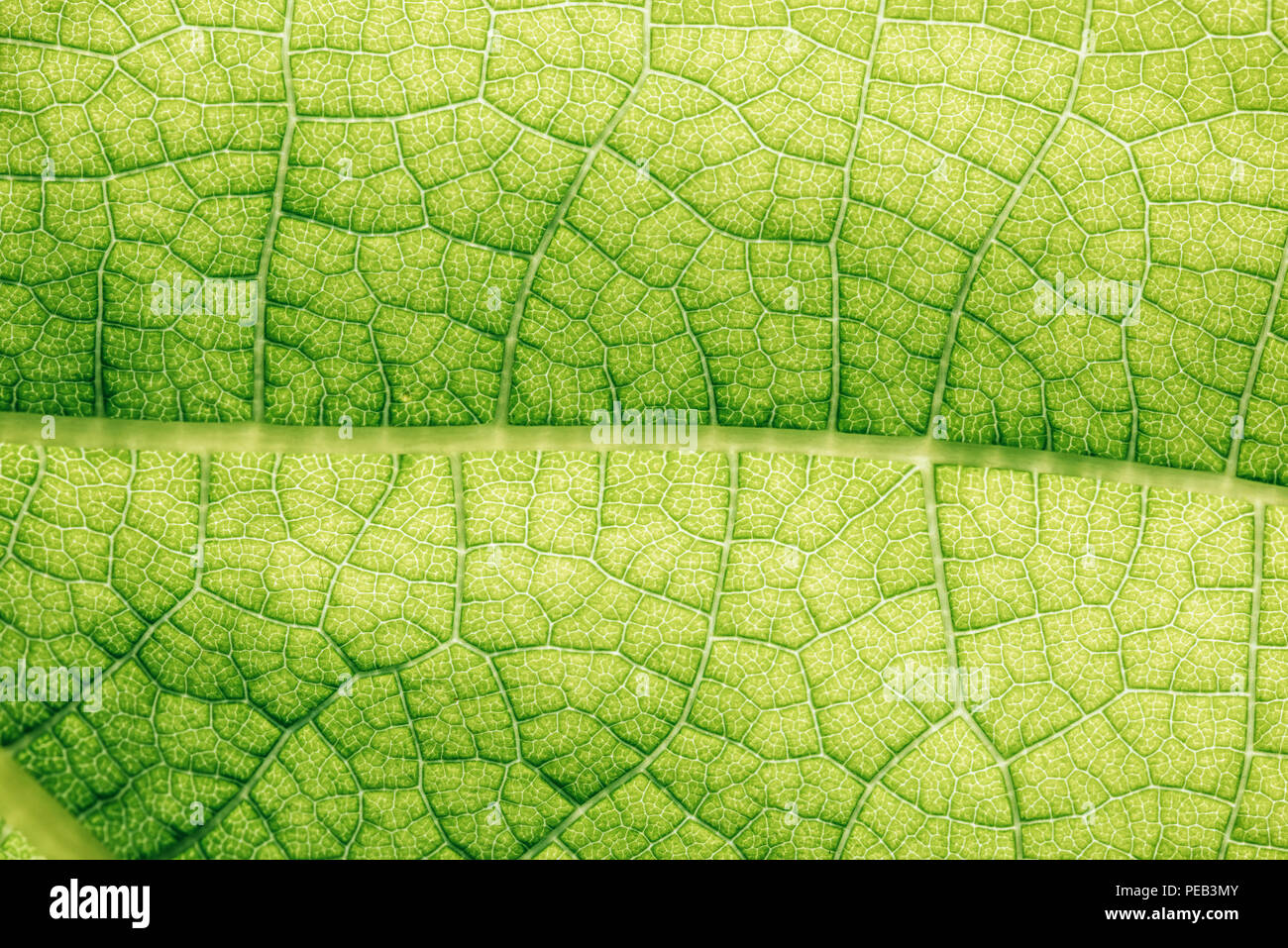 macro texture of green floral leaf Stock Photo - Alamy