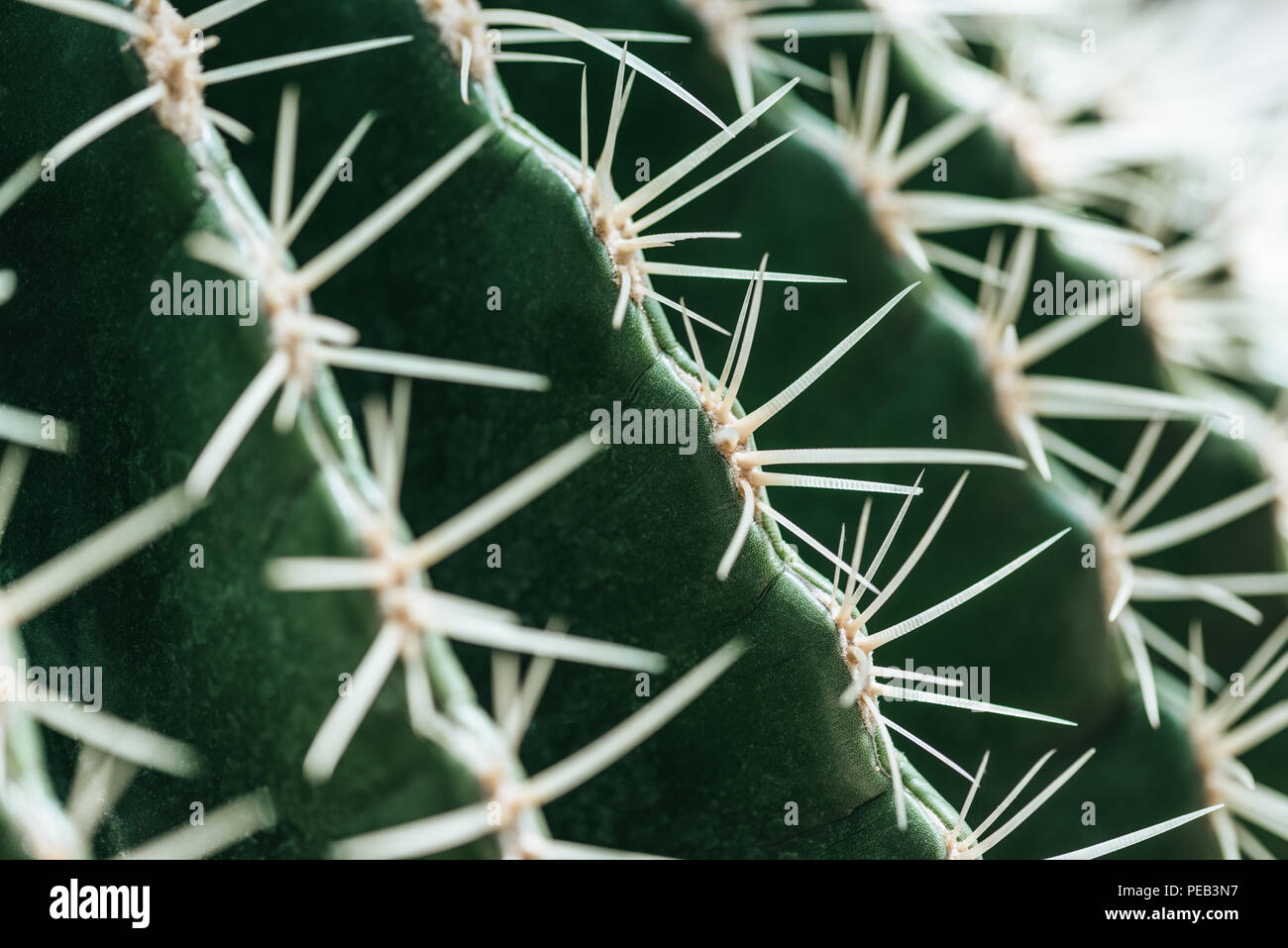 macro view of green cactus with needles Stock Photo - Alamy