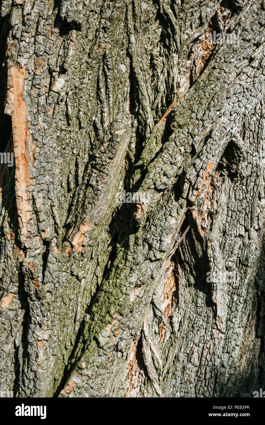 vertical texture of dry tree bark with daylight Stock Photo - Alamy