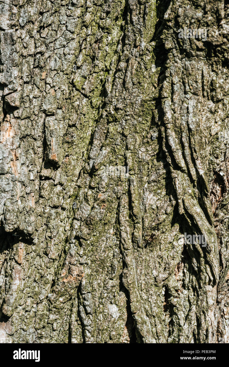 vertical texture of dry grey tree bark Stock Photo - Alamy