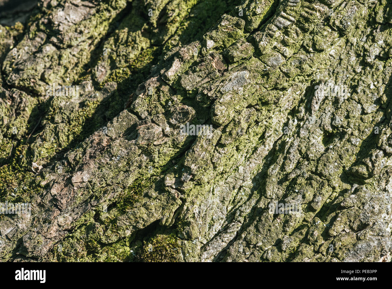 close up texture of grey tree bark Stock Photo - Alamy
