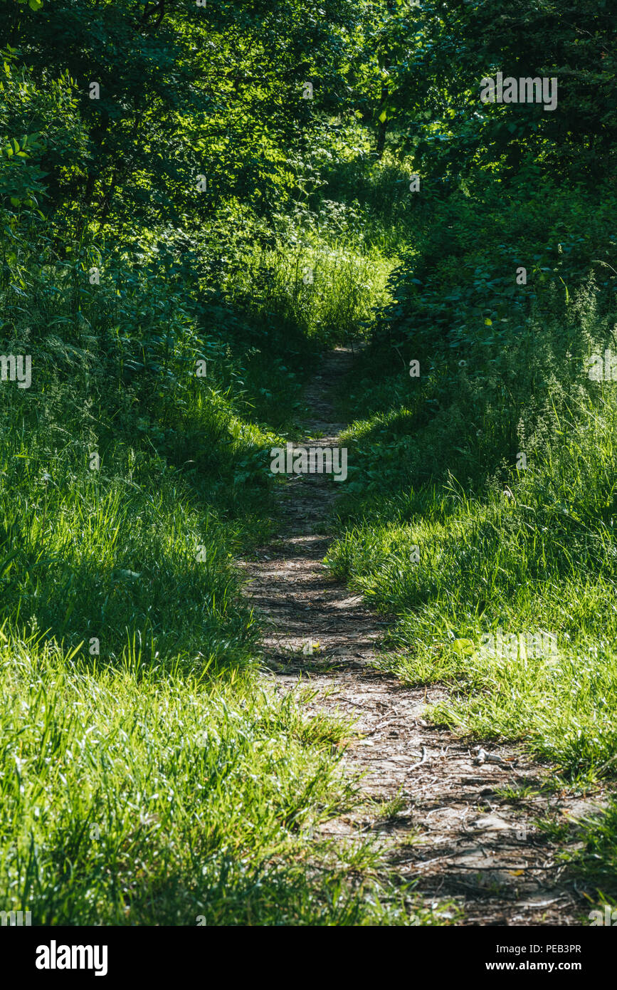 path in green summer forest with sunlight Stock Photo - Alamy