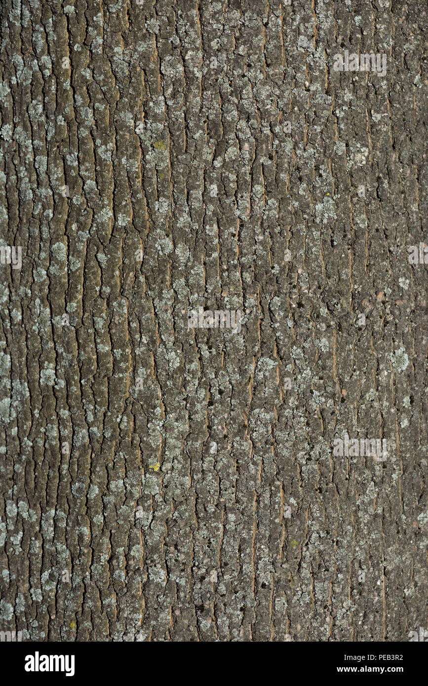 vertical texture of dry tree bark Stock Photo - Alamy