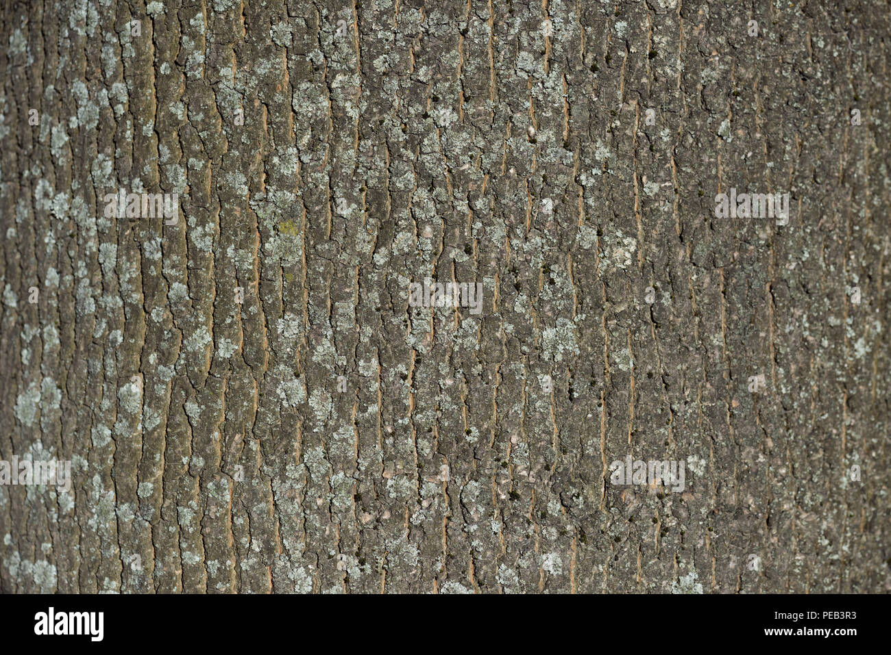 horizontal texture of dry tree bark Stock Photo - Alamy