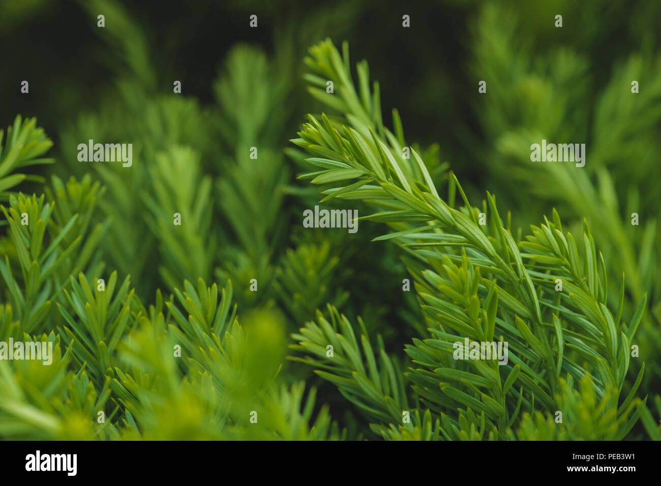 Texture of green plant branches and leaves Stock Photo - Alamy