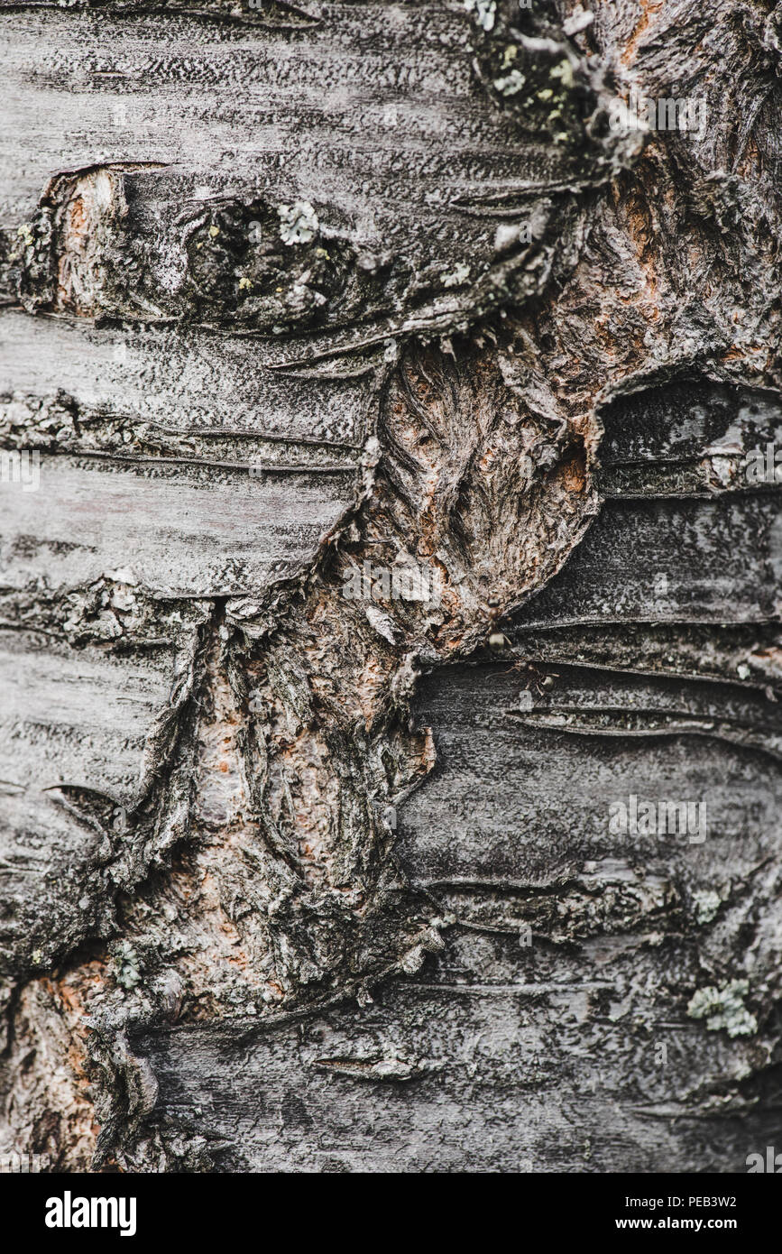 Textured tree bark with fractures and cracks Stock Photo - Alamy
