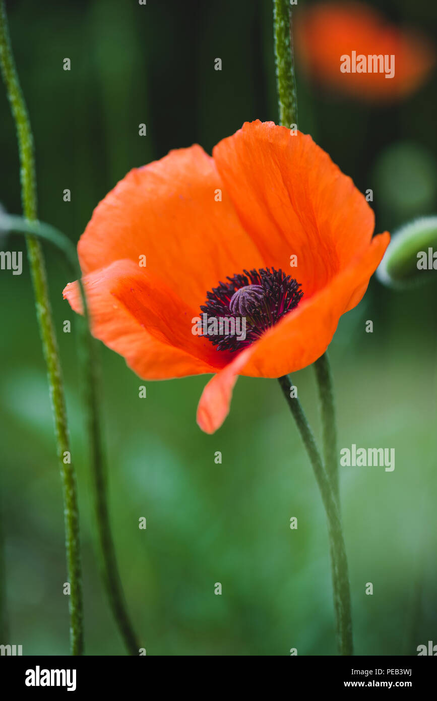 Wild red poppy flowers on blooming meadow Stock Photo - Alamy