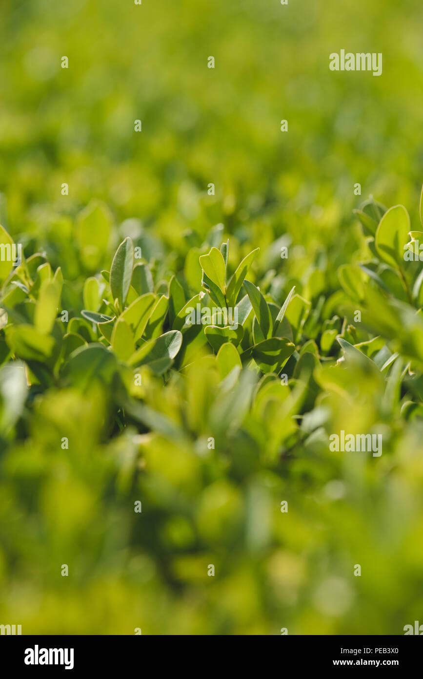 Boxwood plant hi-res stock photography and images - Alamy