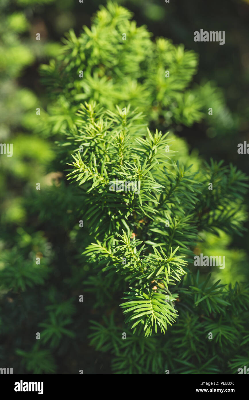 Conifer branches and leaves in sunlight background Stock Photo - Alamy