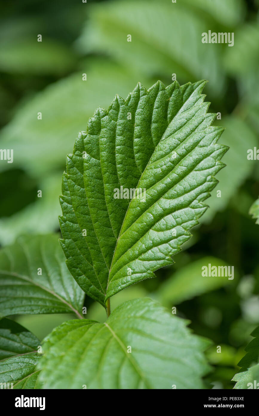 Close-up view of green strawberry leaf on blurred nature background ...