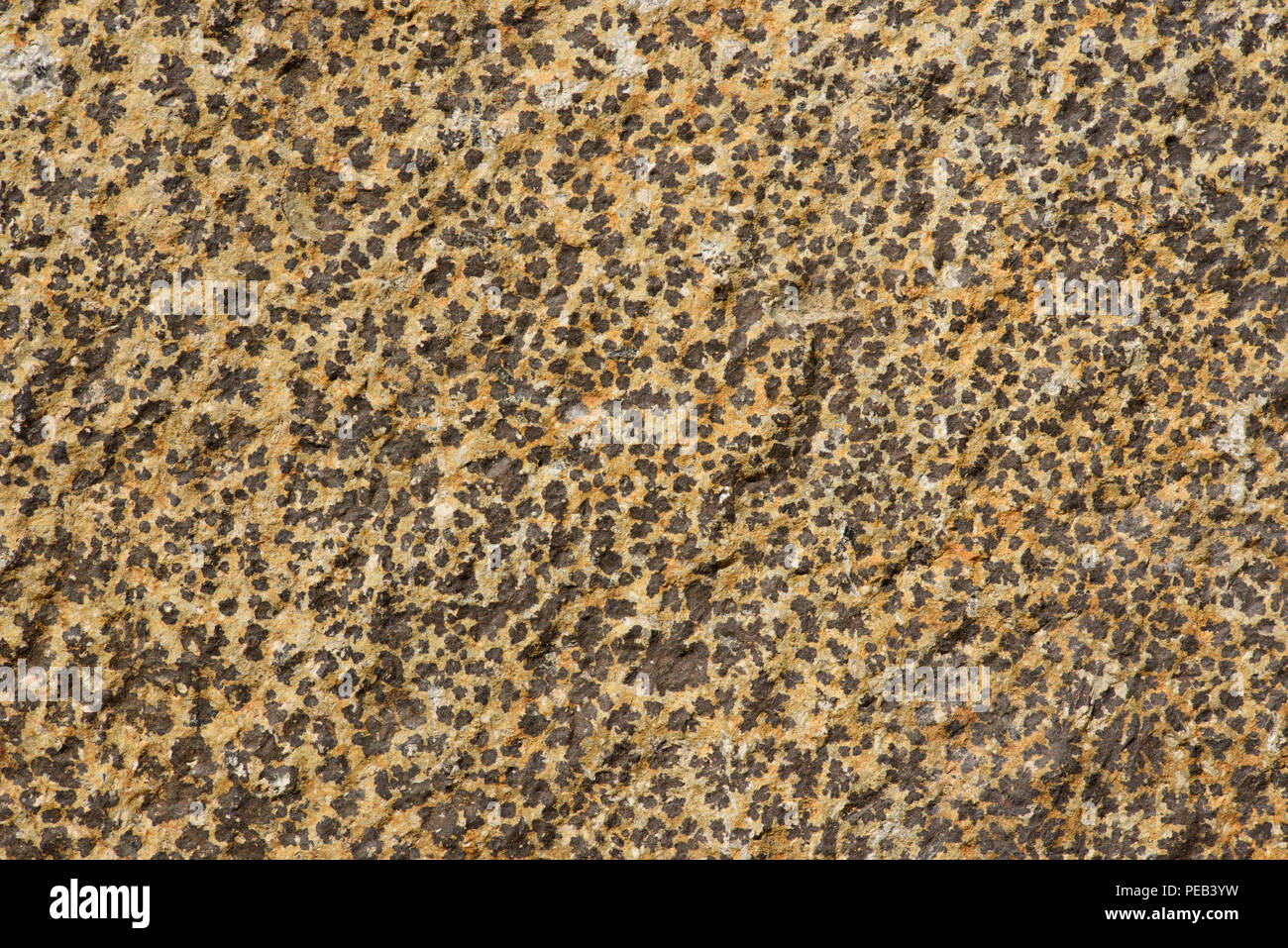 Spotted wall hi-res stock photography and images - Alamy