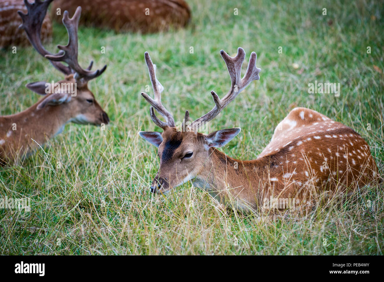 London, UK, 13 August, Fallow deer in Richmond park in August Credit ...