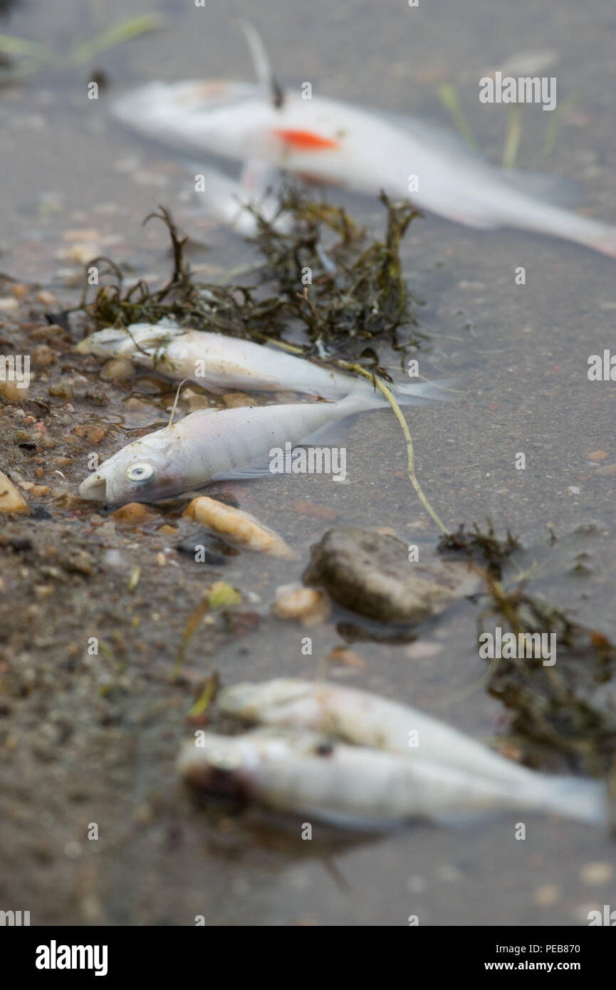 Acute dead hi-res stock photography and images - Alamy
