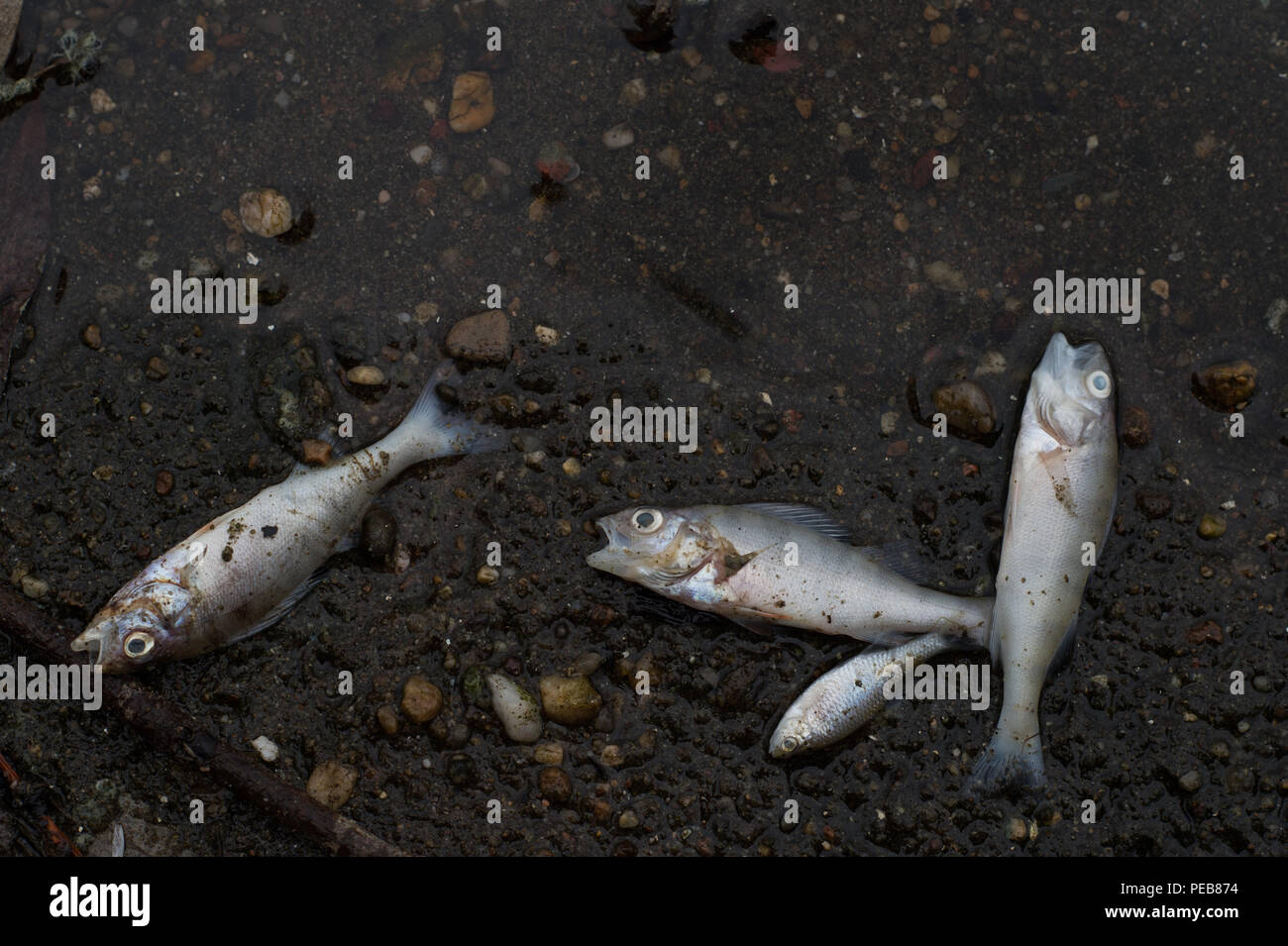 Acute dead hi-res stock photography and images - Alamy