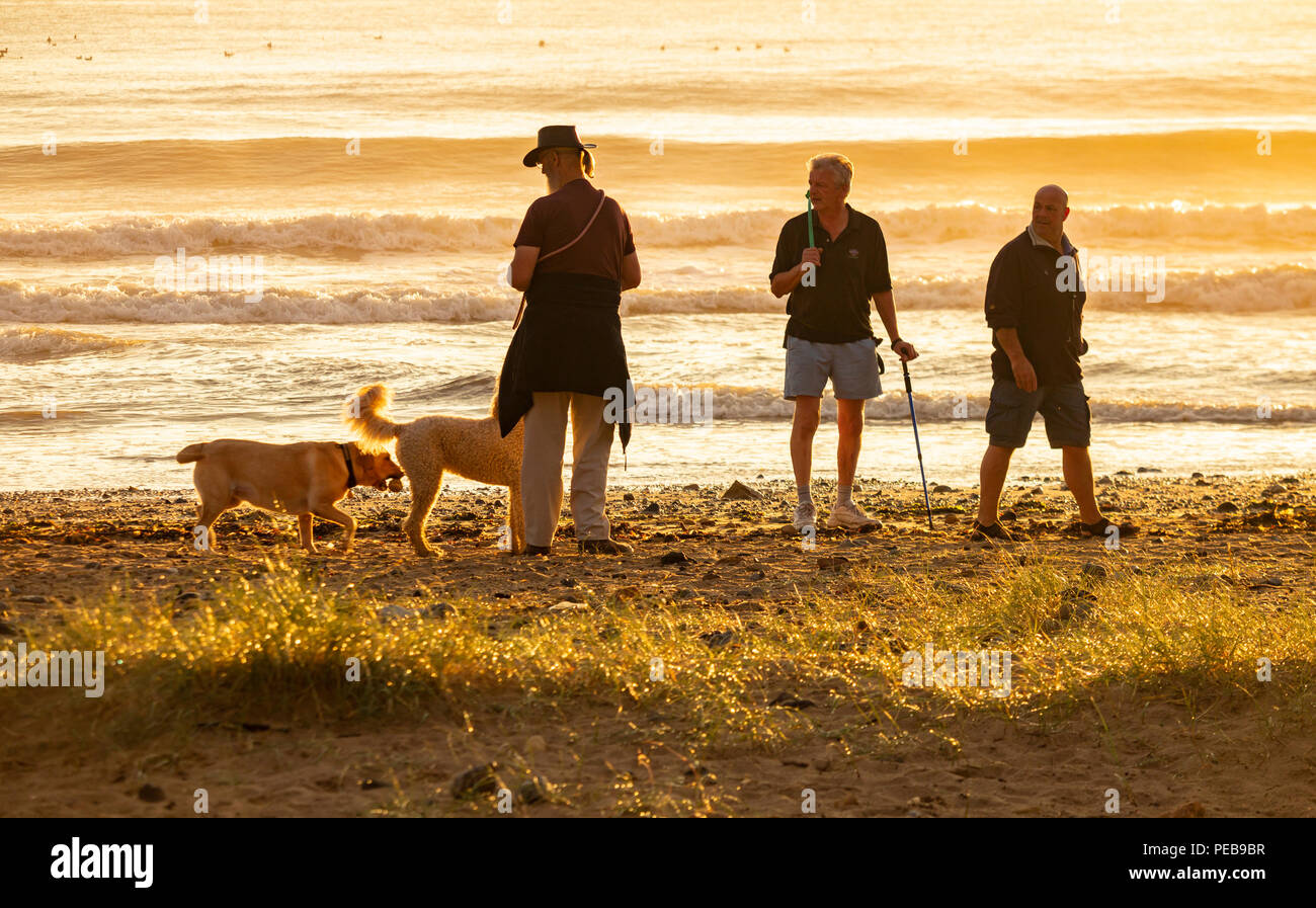 Dog walkers walking dogs on beach uk Stock Photo - Alamy