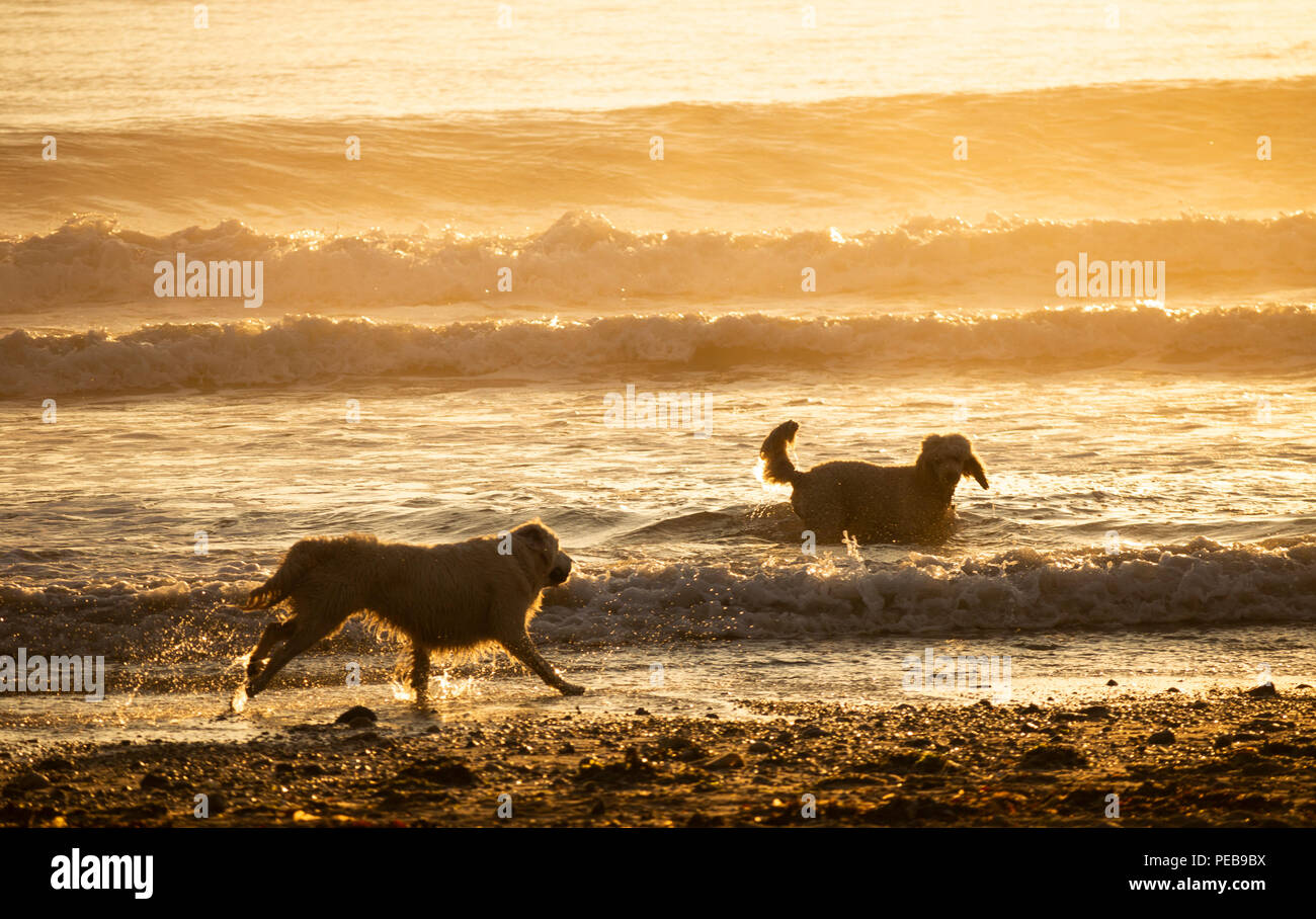 Dog running into the sea hi-res stock photography and images - Alamy