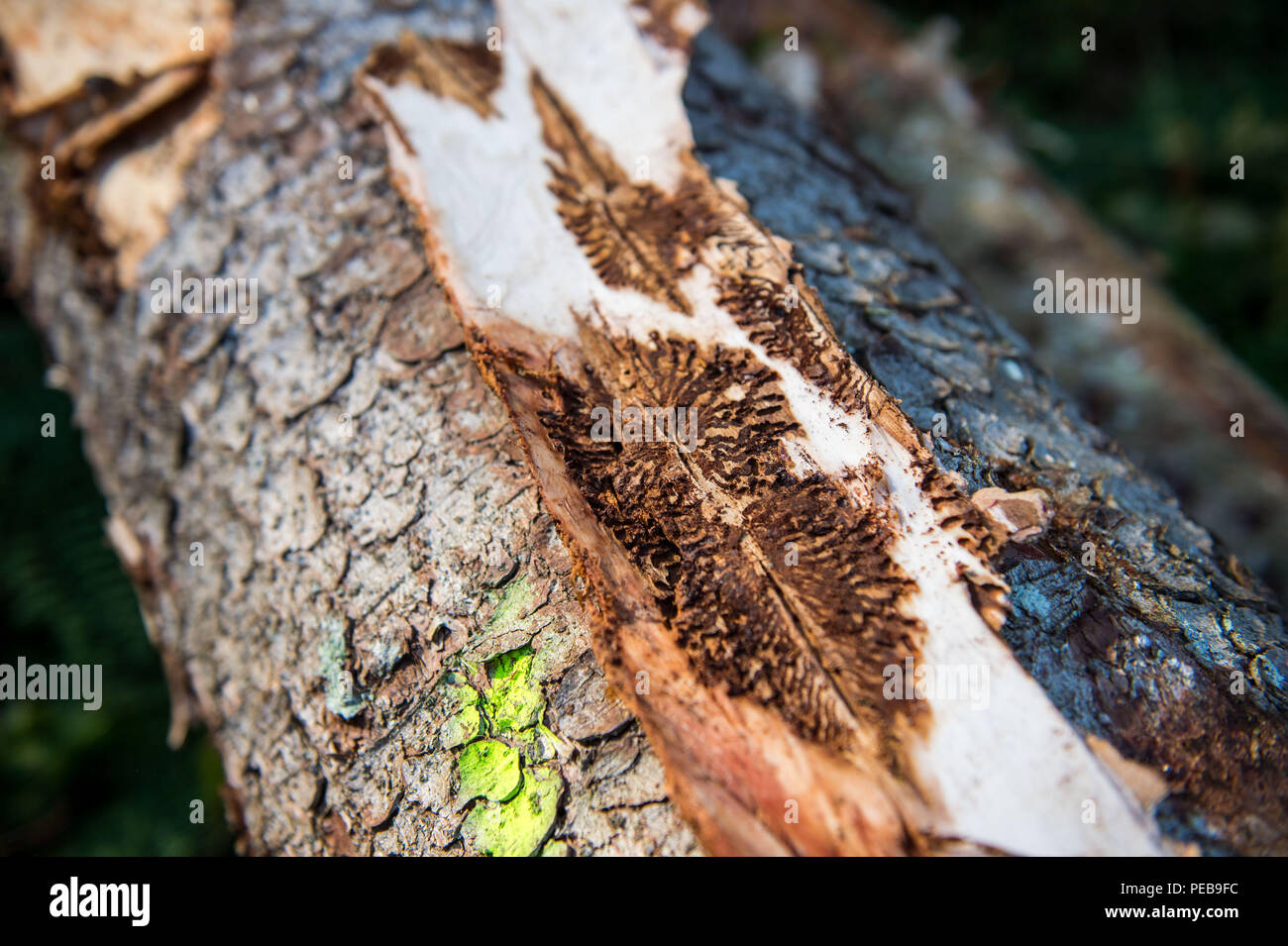 From bark beetle infested spruce forest hi-res stock photography and ...