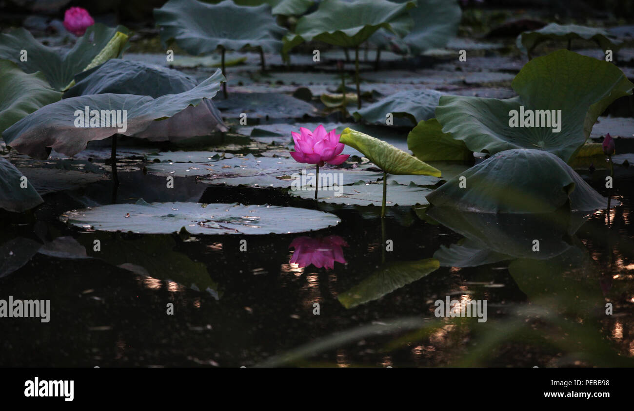 180814 hi-res stock photography and images - Alamy