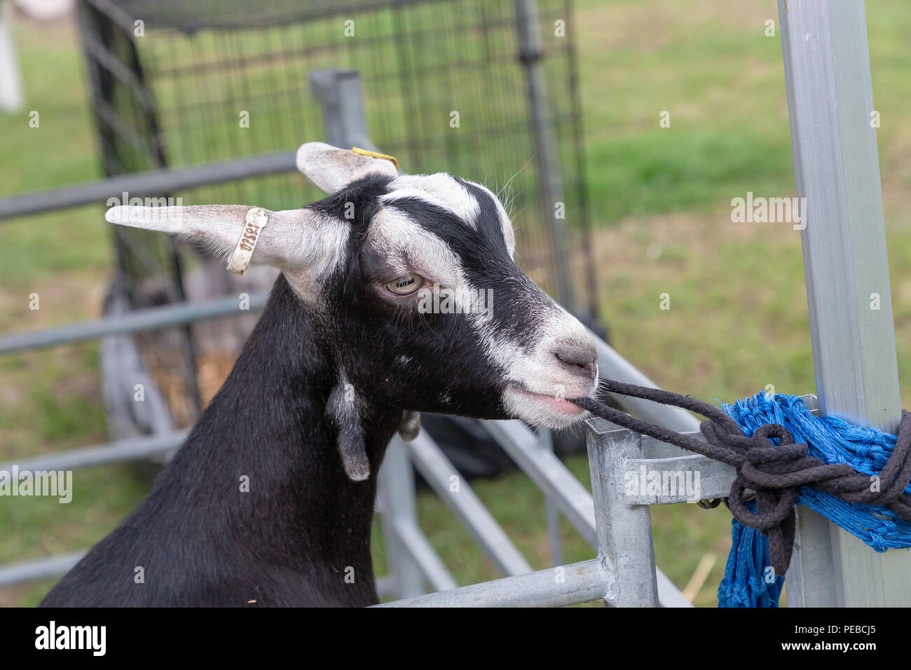 Stockley farm park hi-res stock photography and images - Alamy