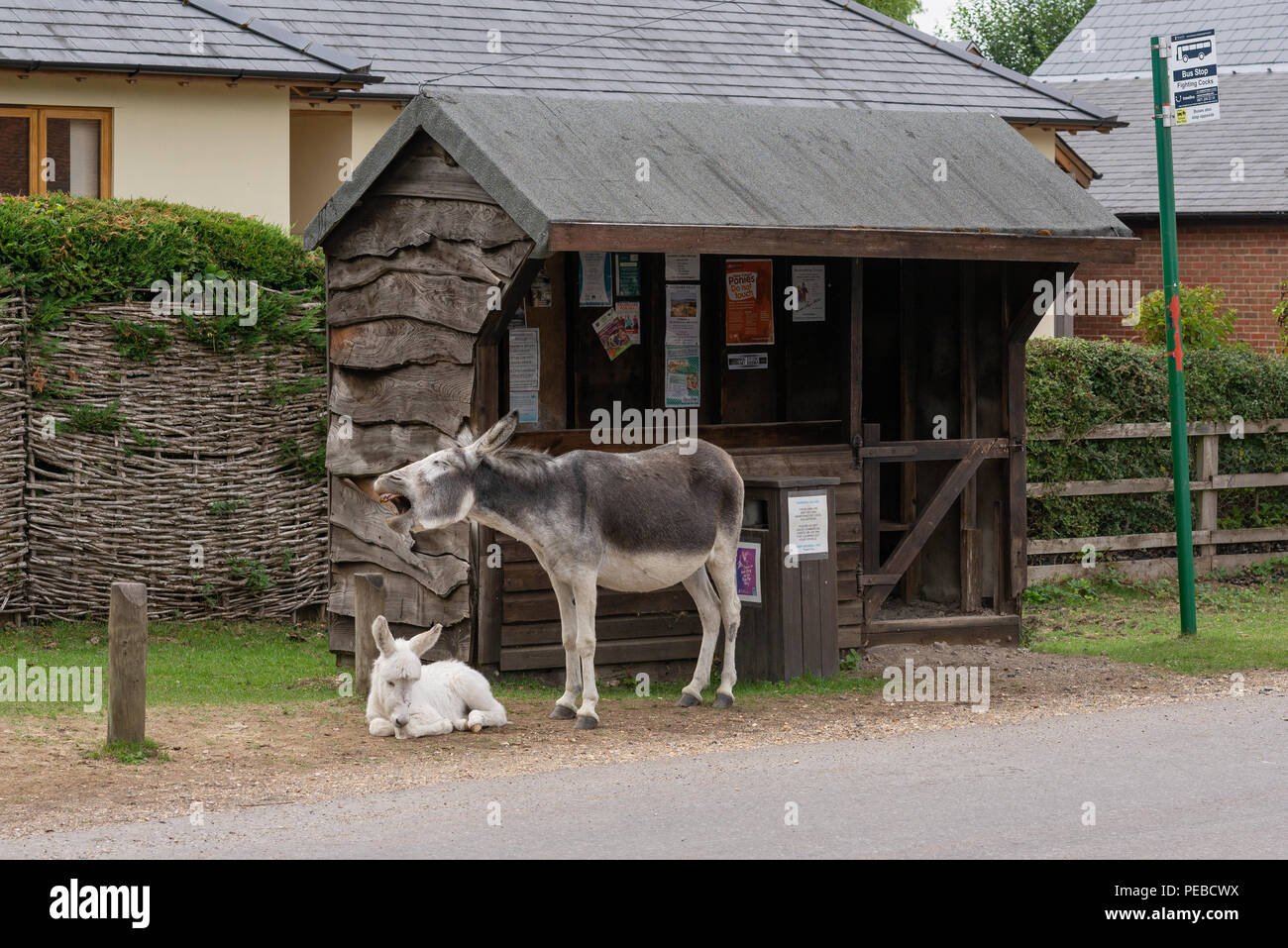 Humour and animals hi-res stock photography and images - Alamy