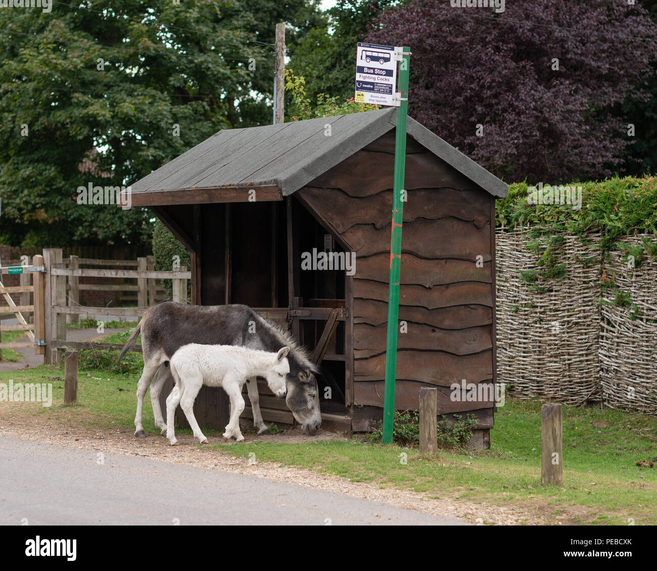 Donkey and donkey foal appear to be waiting for a bus at the bus stop ...