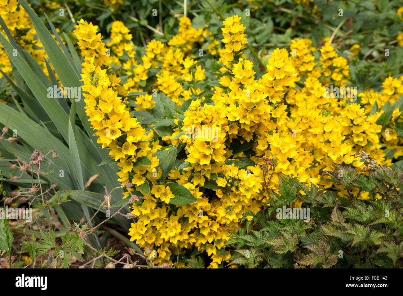 Yellow loosestrife hi-res stock photography and images - Alamy