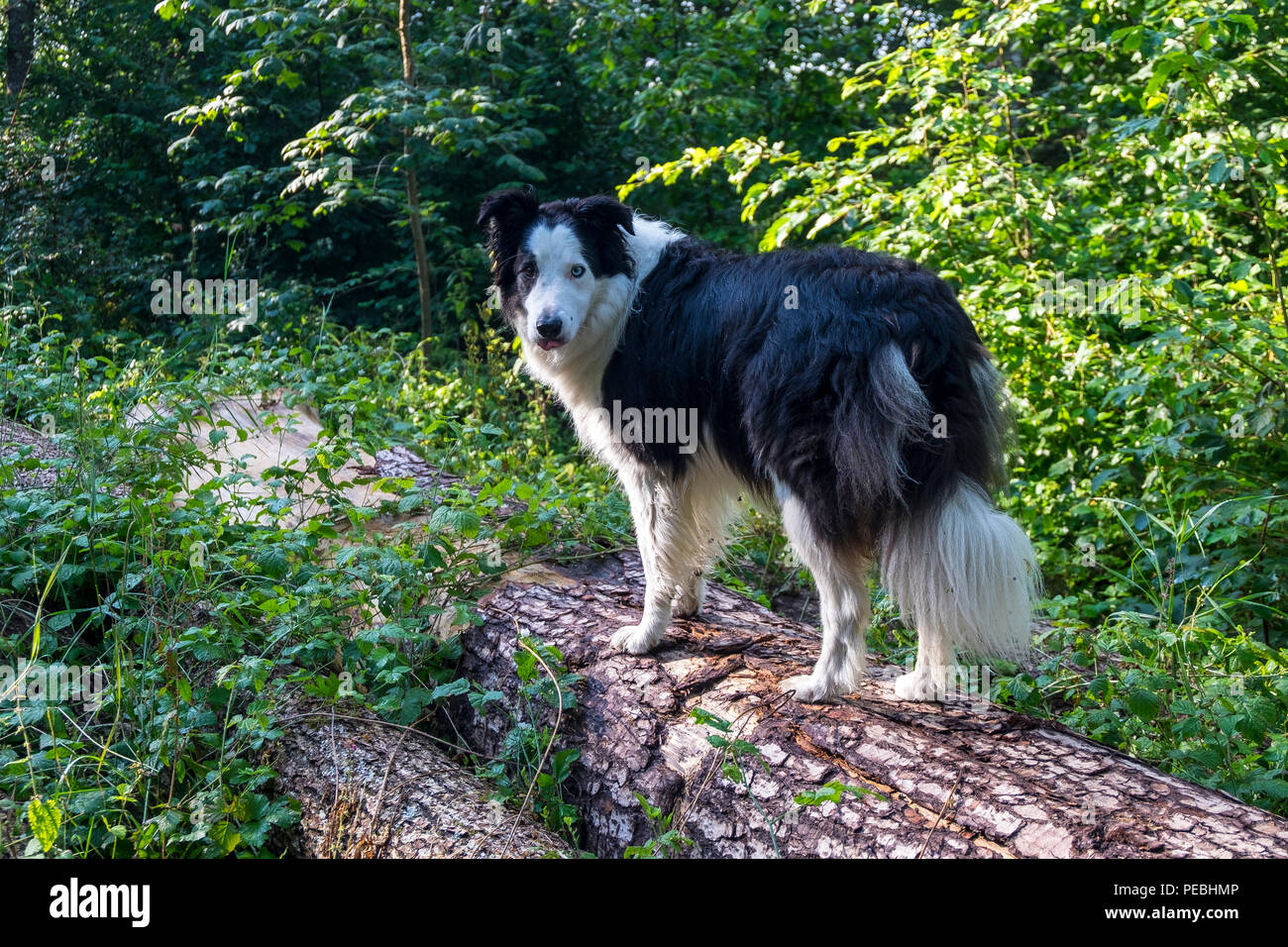 border collie dog stood on a fallen log in a forest in germany Stock ...