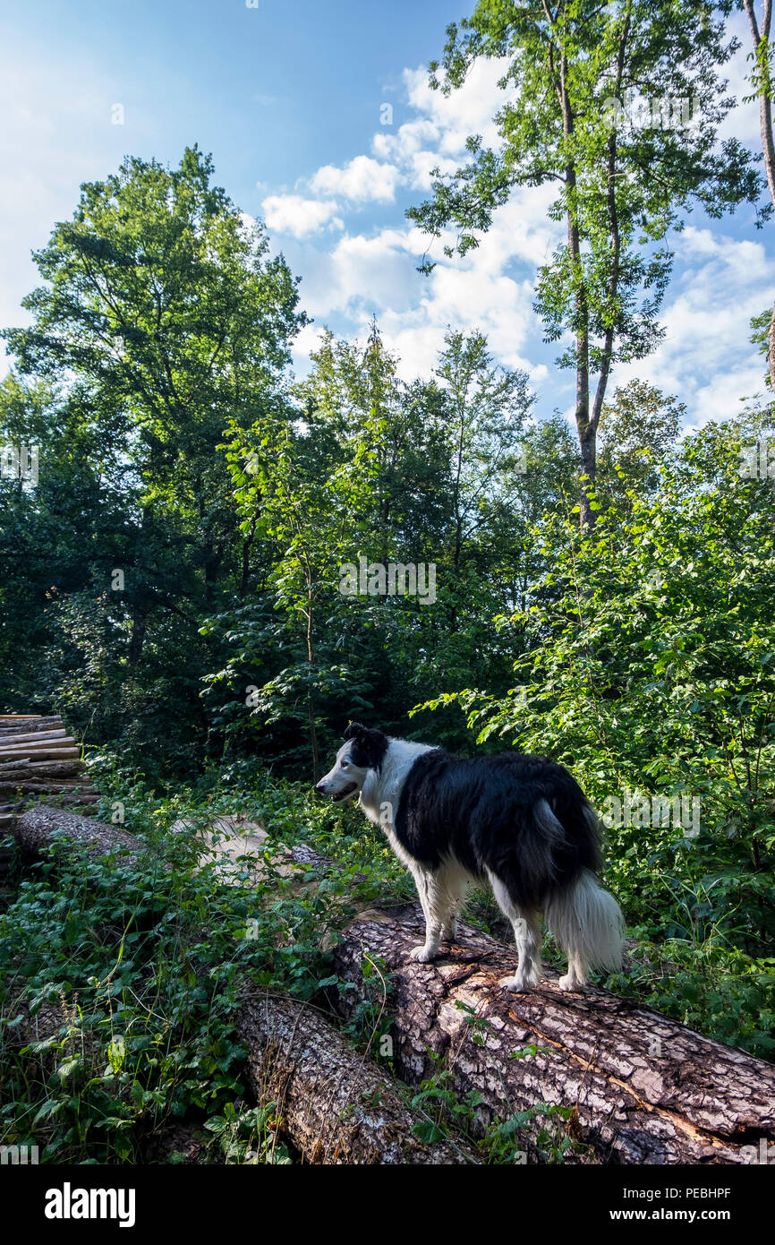 border collie dog stood on a fallen log in a forest in germany Stock ...